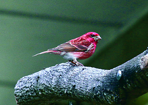 Winter of Finches | News, Sports, Jobs - Williamsport Sun-Gazette